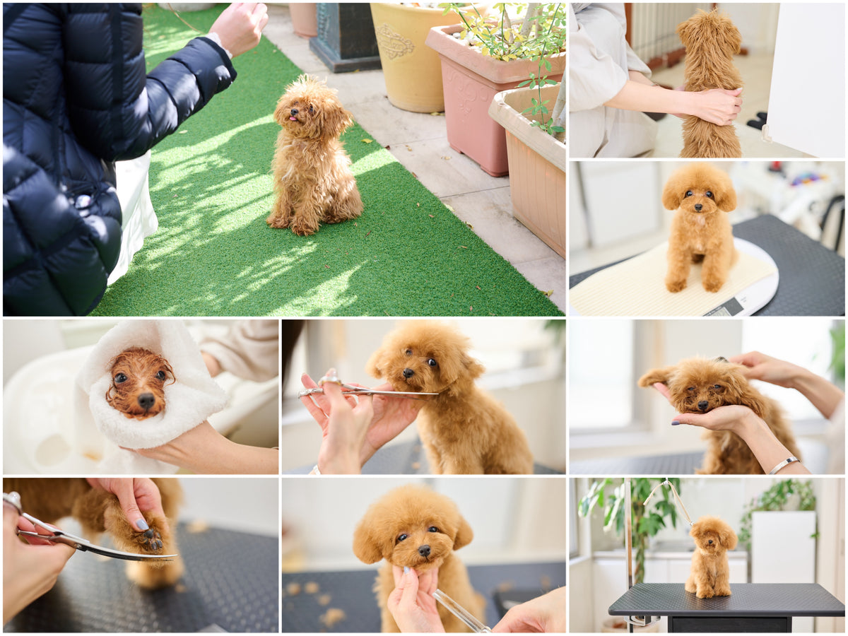 トリミング動画撮影プラン – Lovely Grooming